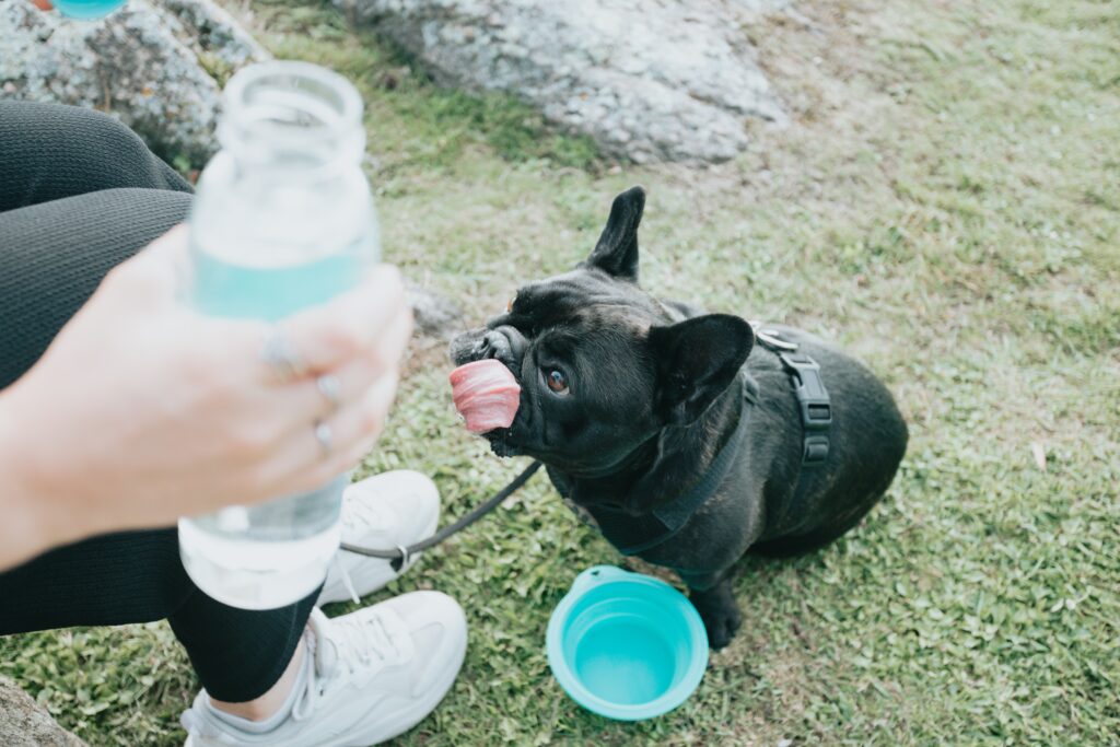 The Importance Of Pet Hydration | Feeding Hills Veterinary Clinic